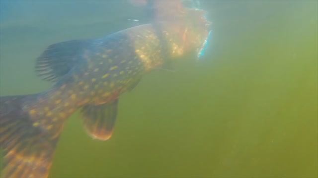 Трейлер 2021.Для зрителей которые еще не подписались на канал seligerskiiхutorok