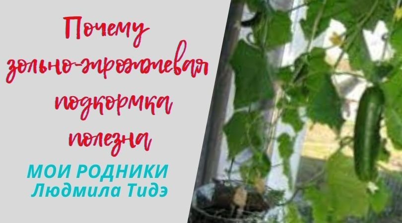 Почему зольно - дрожжевые подкормки полезны для огурцов.mp4