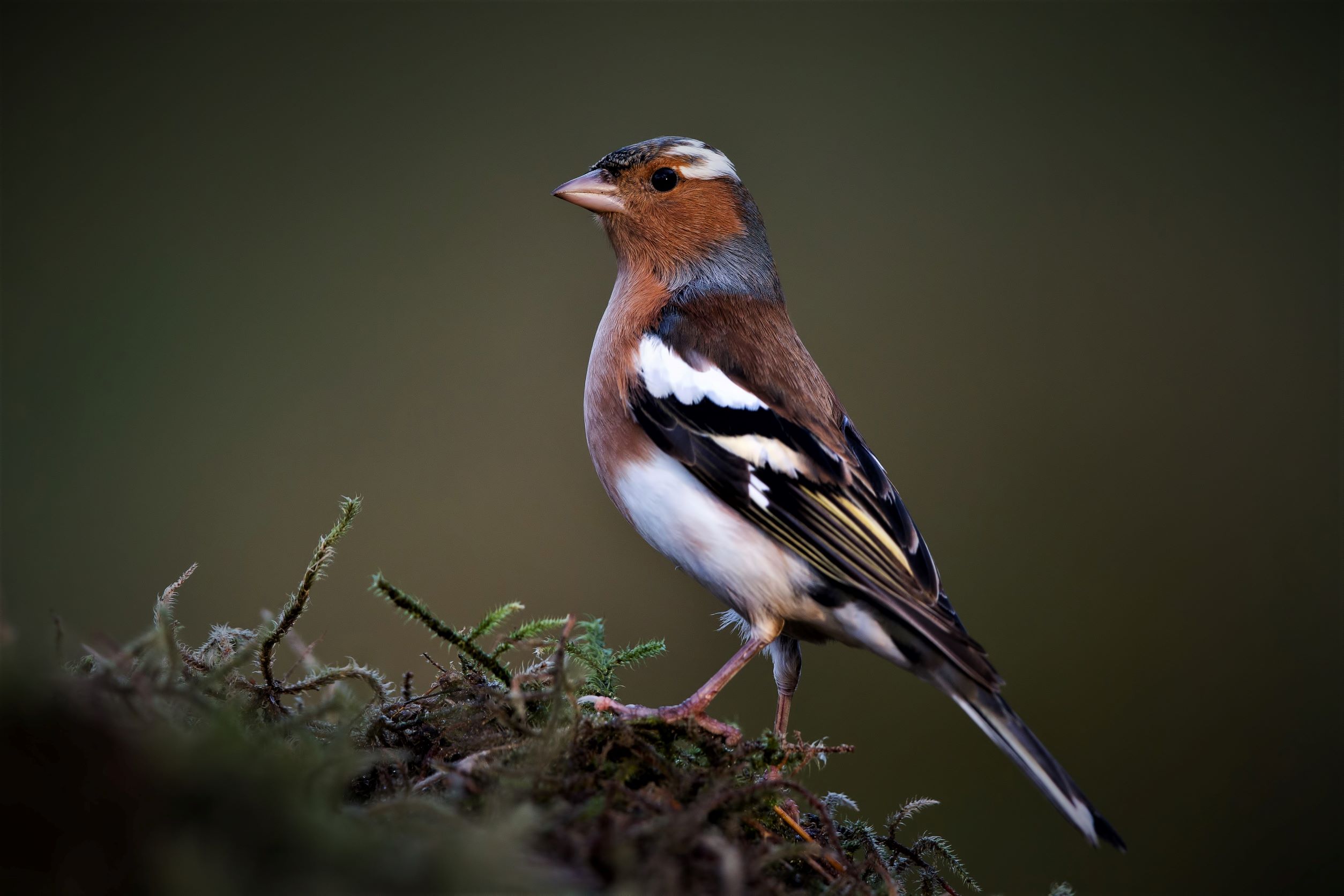 Немного из жизни пернатых Крыма.