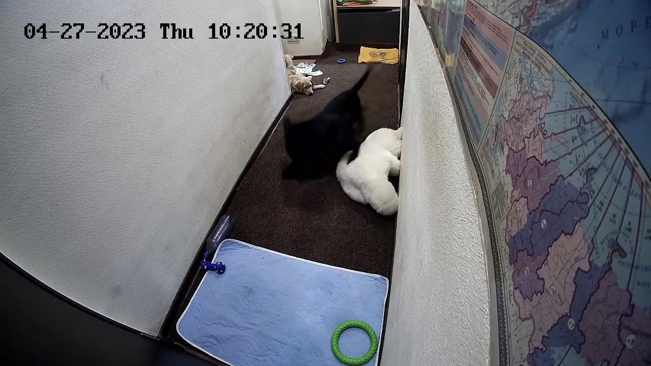 Щенки Лабрадора / ПРОДАЮТСЯ / НОВОСИБИРСК/ SHATSKIKH`S DOGS / 8-962-831-94-91/ Labrador puppies sale