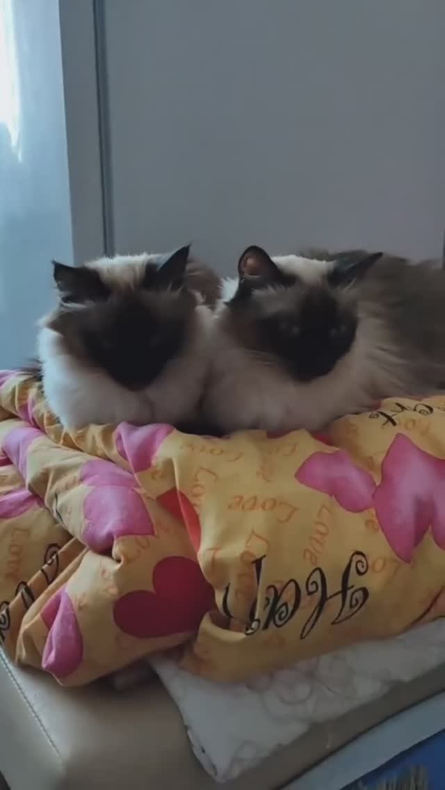 Все в сборе! Cats chilling! Tatilde kediler!