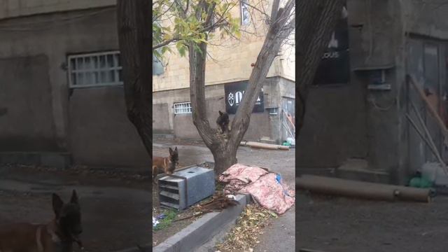 Малинуа выгул дерево