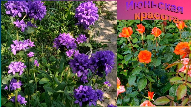 Популярные Июньские цветы в моем саду для души.