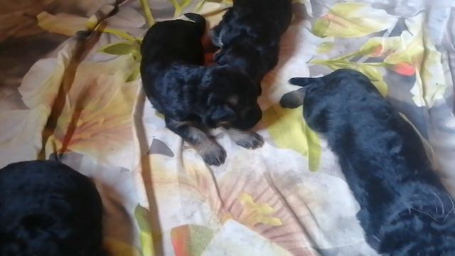 Щенки немецкой овчарки- 15 дней