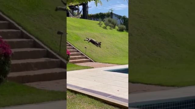 Смешные животные | С Добрым утром:))#shorts