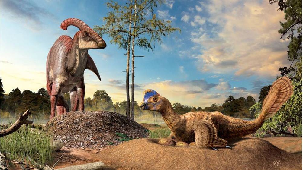 Всё о яйцах динозавров