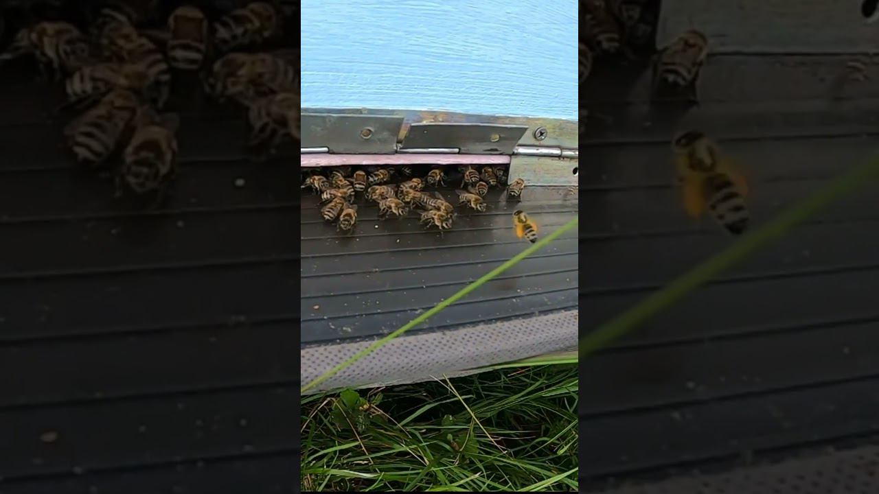 Пчелы охранники встречают рабочих пчел и пропускают в улей #пчёлы #пасека #деревня #shorts