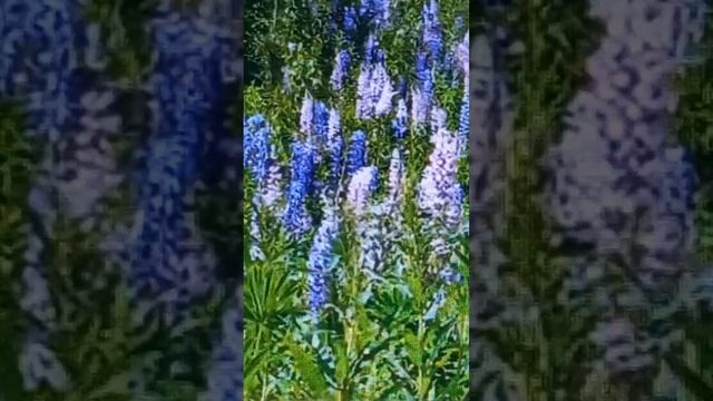 💞медитация💦"Волшебный лес"??❄️ приятной практики💫 хорошего настроения 💯самочувствия🩵