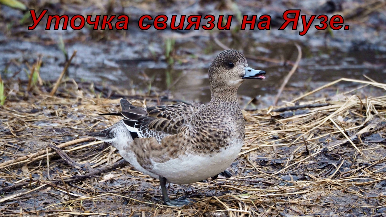 Уточка свиязь на нашей Яузе. 2022.04.12..mov