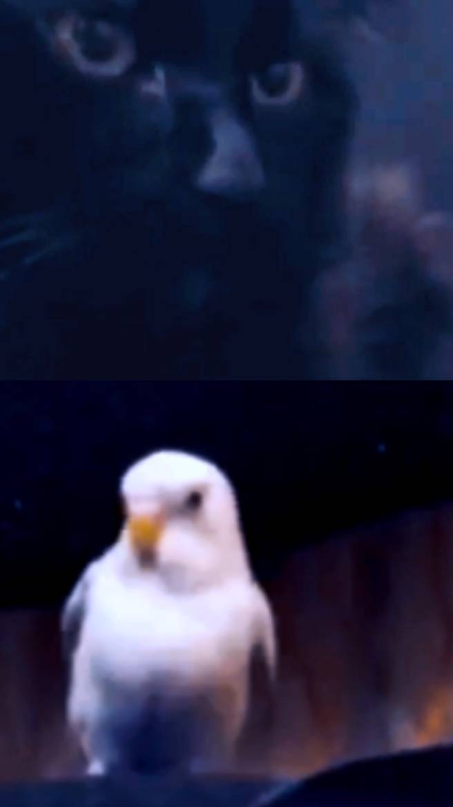 Когда кот Джей и Морозко ( 4 м-ца ) познакомились.