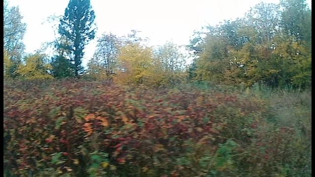 Покатушка на квадре по бурьяну