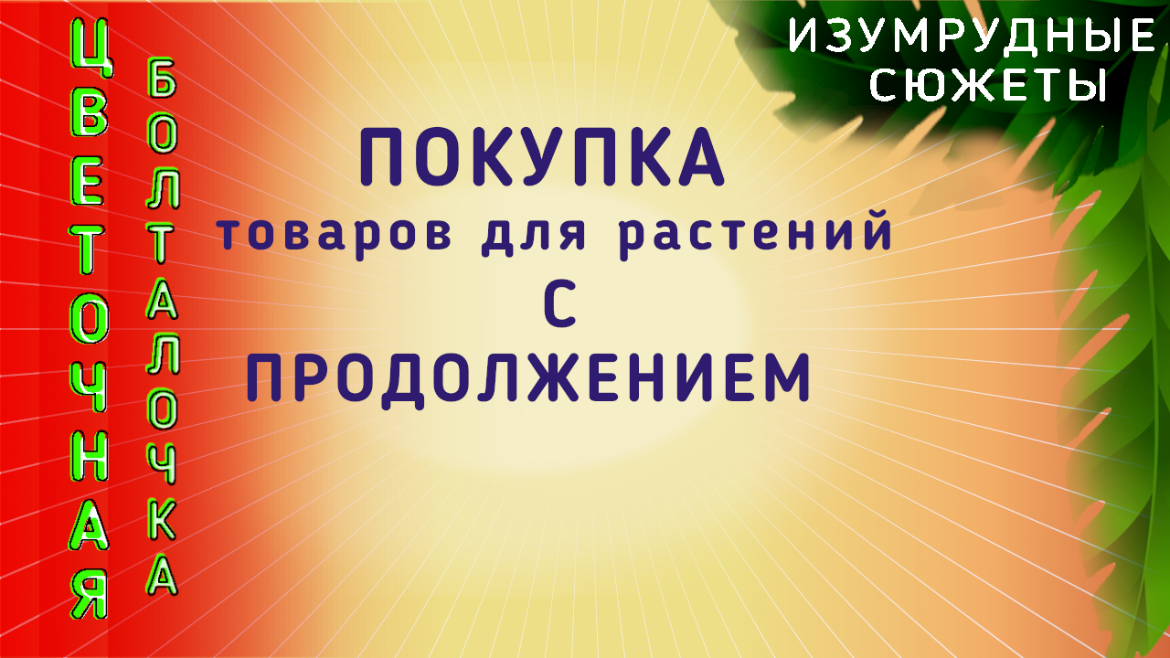 Суккуленты. Товары Для Растений.  Эхеверии.  Покупка С Продолжением.