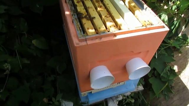 июль на пасеке - как запах пижмы при обработке от клеща влияет на пчелиную матку.mp4