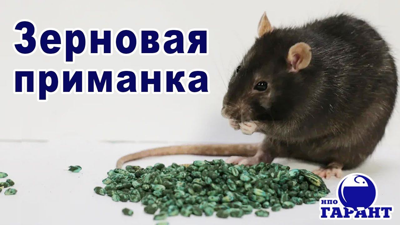 Универсальная приманка от крыс и мышей.Готовая к применению форма(зерно). Антикоагулянт ll поколения