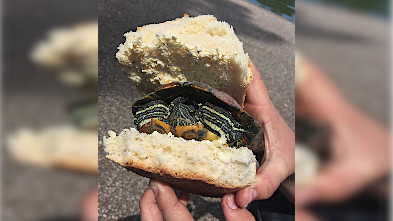 Контрабанда Живой гамбургер