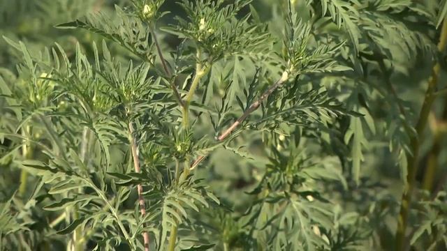 Карантинные сорные растения Республики Крым.mp4