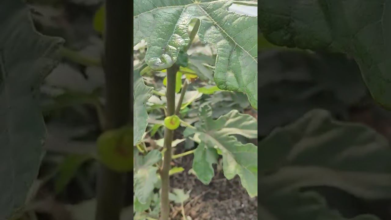 Внимание!!! Сад мечты - это...