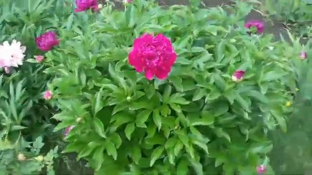 Болезни пиона .