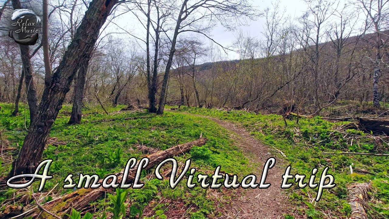 Красивая музыка на фортепиано и звуки природы / Виртуальная прогулка по лесной тропинке вдоль реки