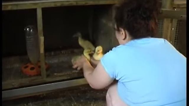 Утки отлично уживаются с гусями