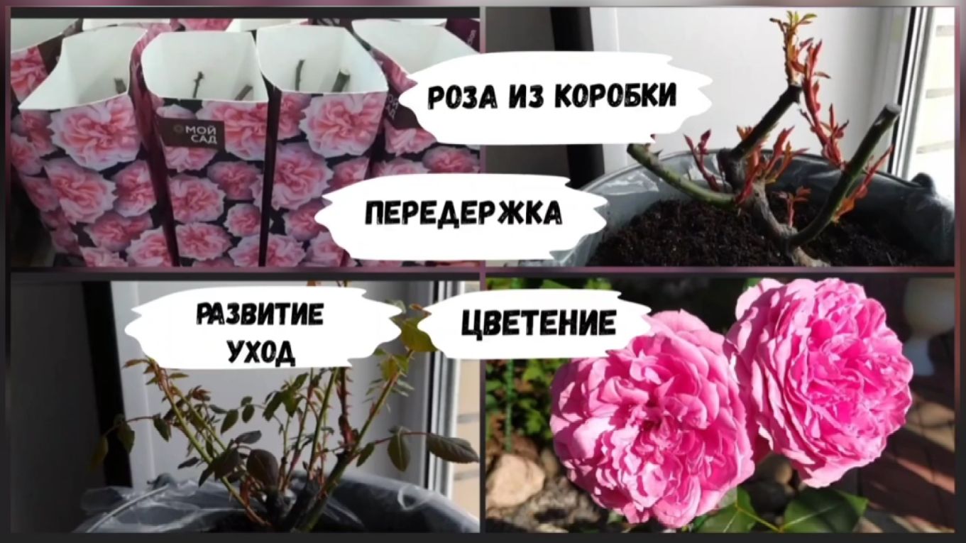 Роза из коробки. Передержка, уход, цветение.