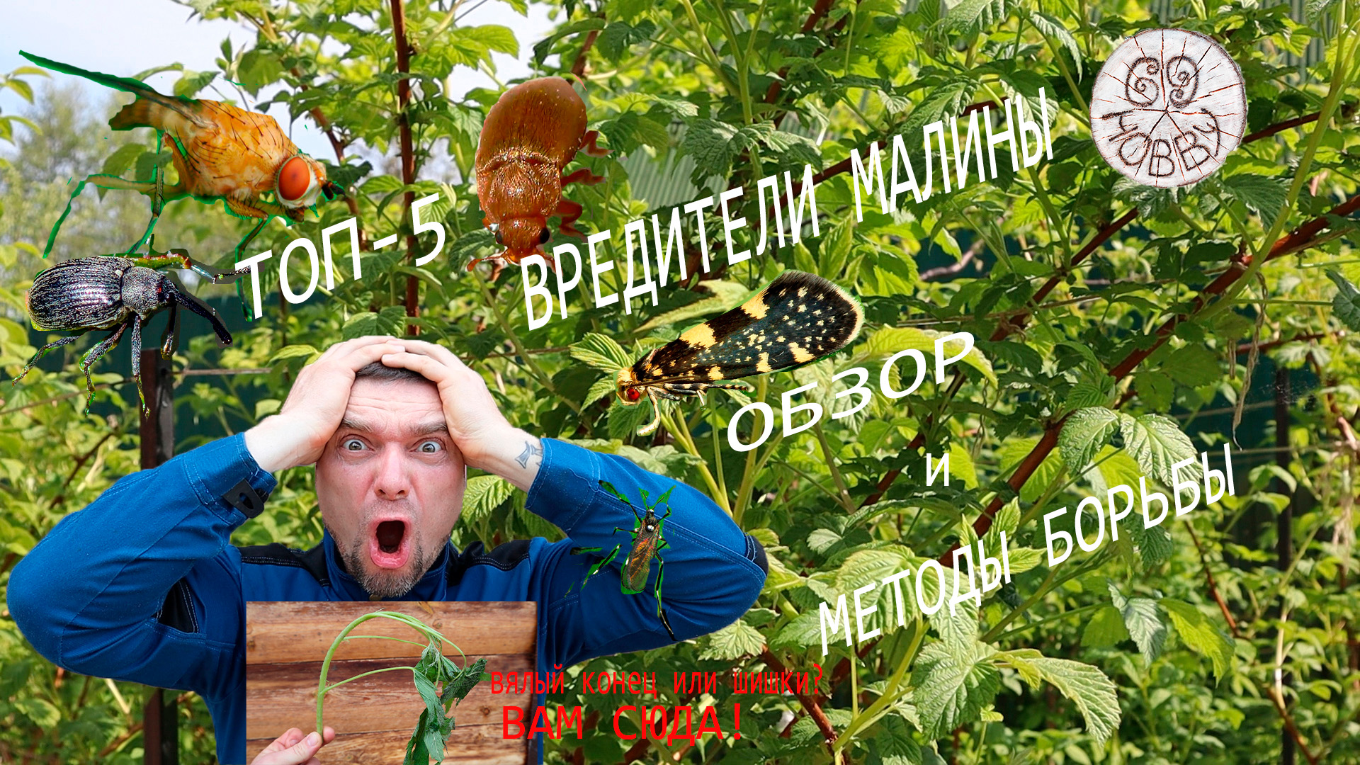 Вредители малины ТОП-5 !  Кого, когда и чем уничтожать!
