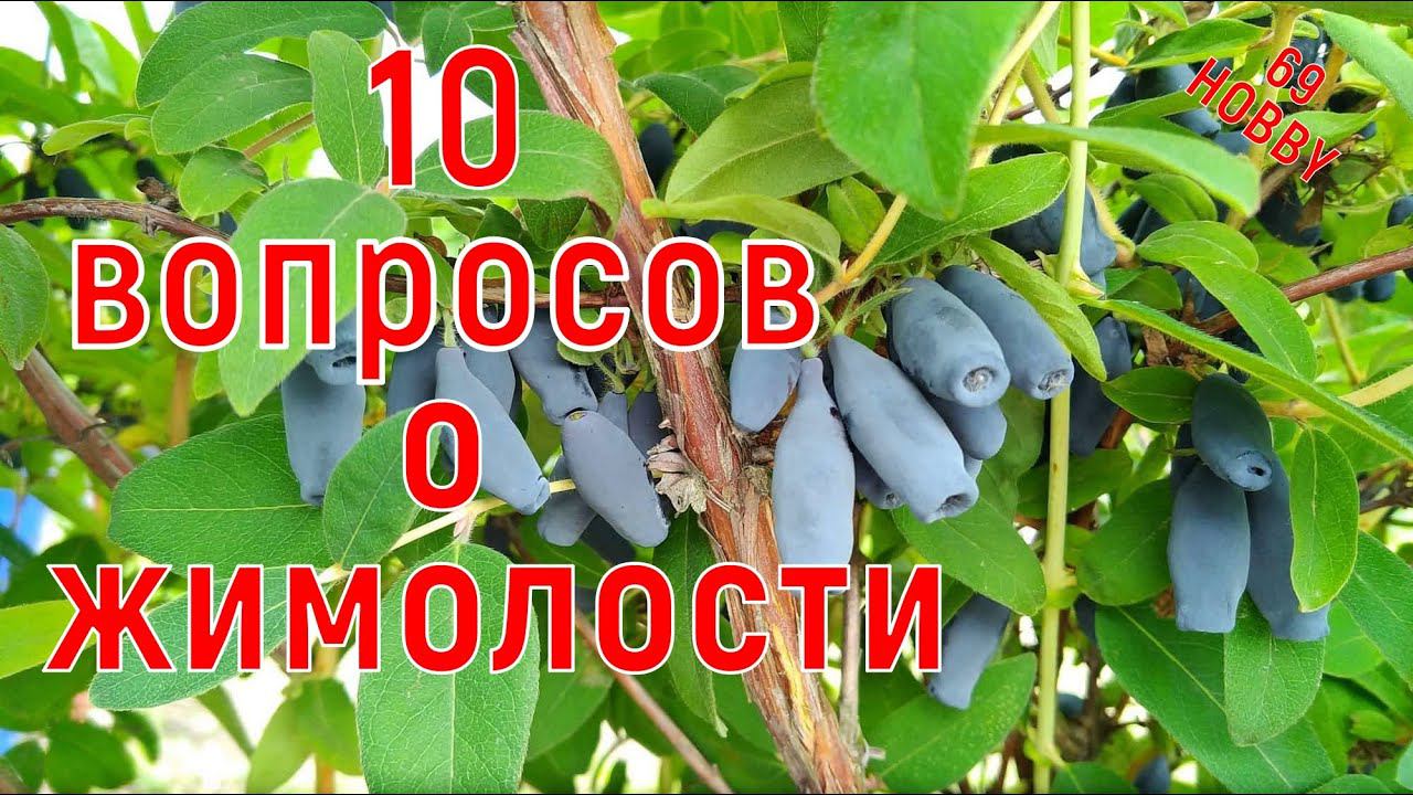 10 ВАЖНЫХ вопросов о ЖИМОЛОСТИ! Ответы "почемучкам" !
