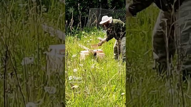 ловим рой пчёл #catching a swarm of bees #apiary #пчелы #пасека