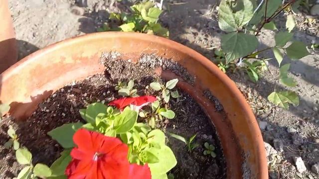 Тайдал Ред Велюр цветет.