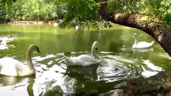 лебеди летят