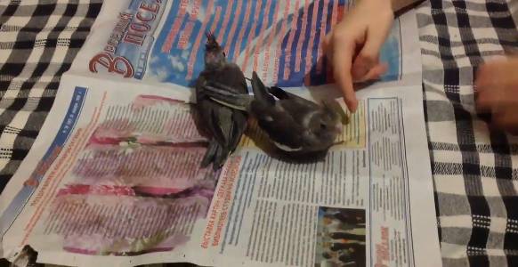 Птенцам кореллы 1 месяц. Общипанные головы заростают перышками за 1 неделю