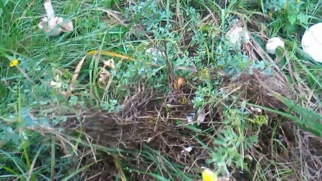 Собираем шампиньоны! сходили на соседний участок за грибами!.