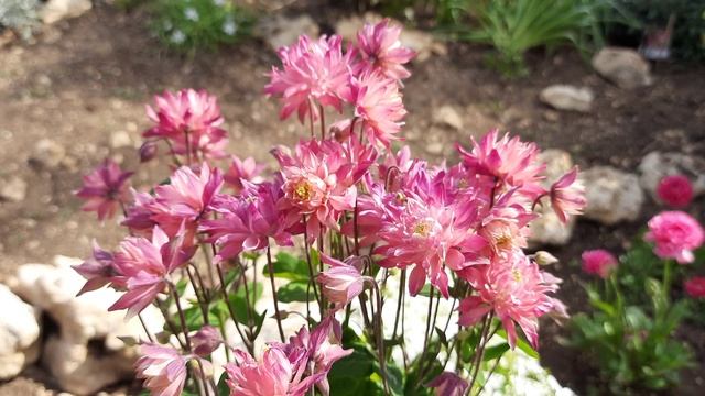 Аквилегия махровая (водосбор)