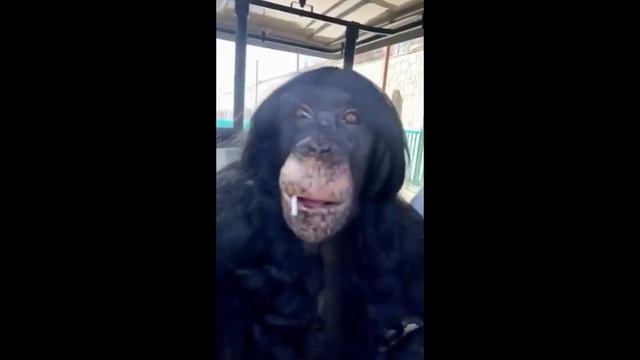 Красавица и чудо юдо