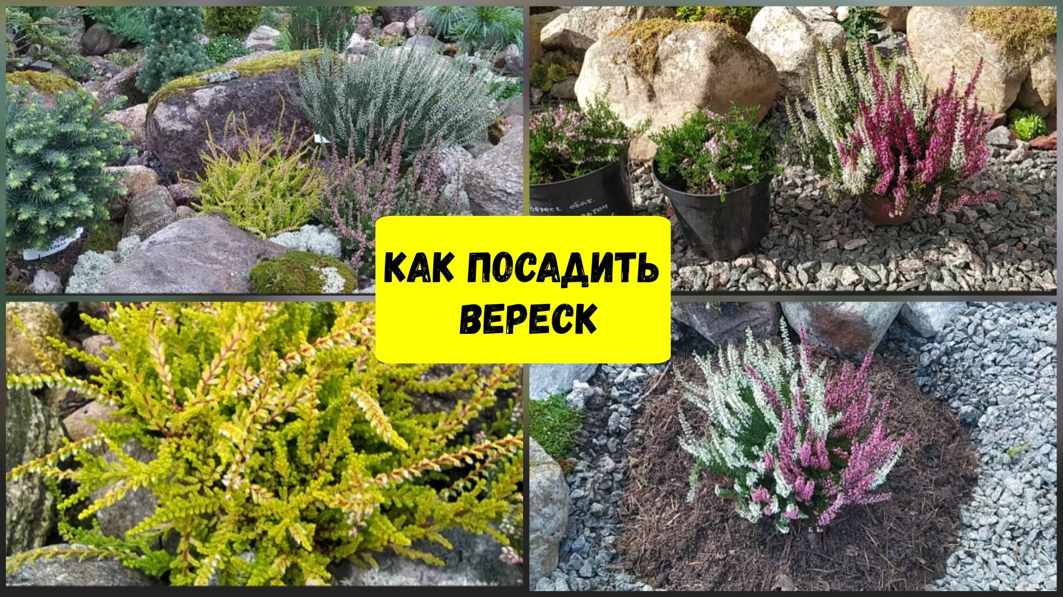 Как посадить вереск. 
(сентябрь 2022 г.)