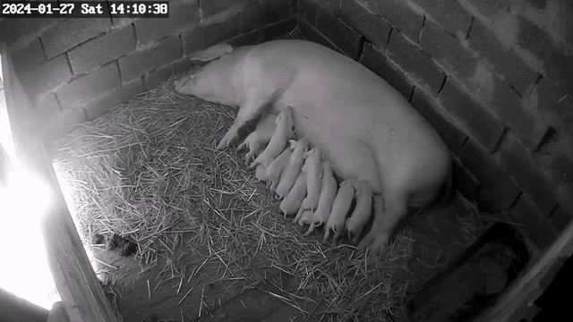 Как происходит кормление поросят сосунов в домашних условиях  без участия человека.