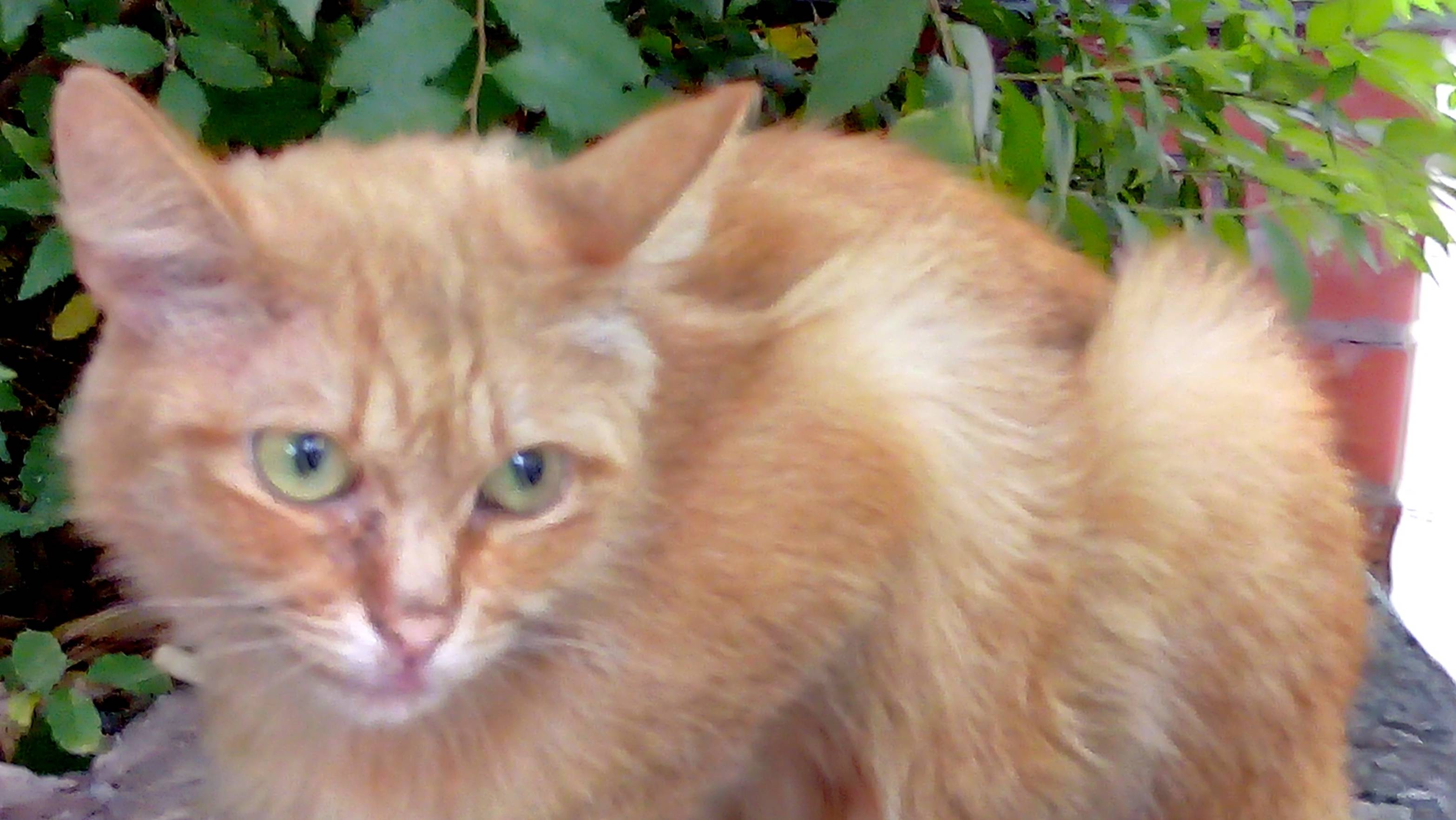 ГОРОДСКИЕ КОТИКИ