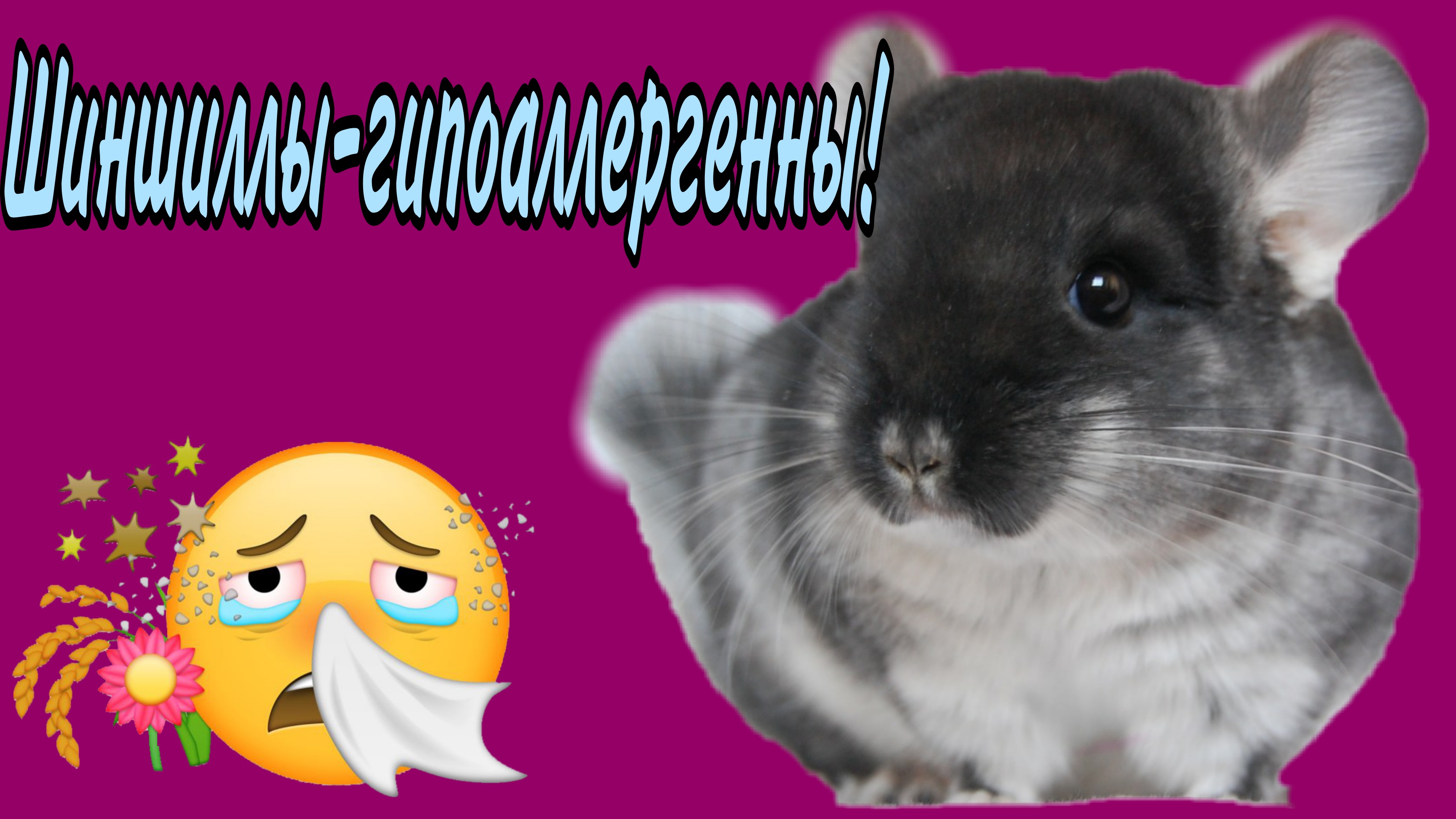 Аллергия на шиншилл-бывает.