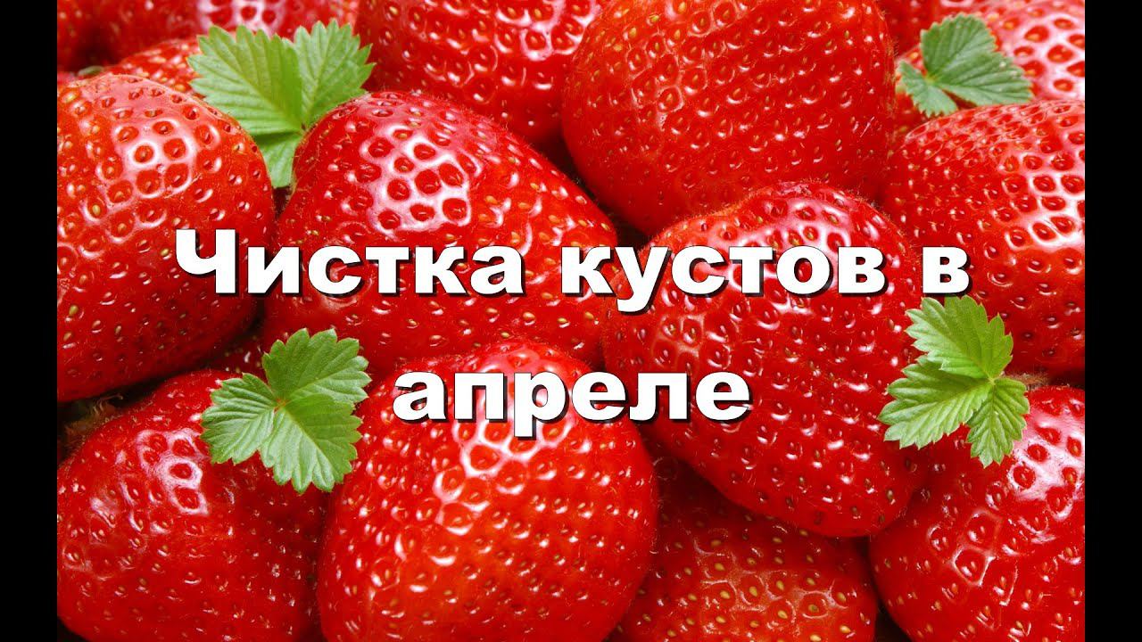 Чистка кустов клубники в апреле