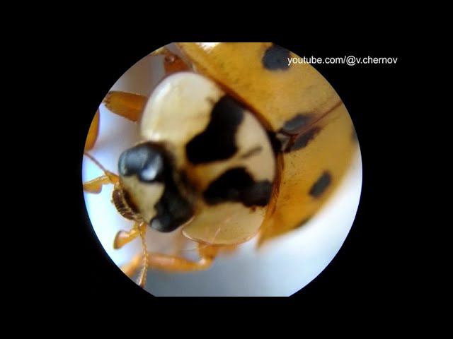 Божья коровка под микроскопом. На лапках острые когти