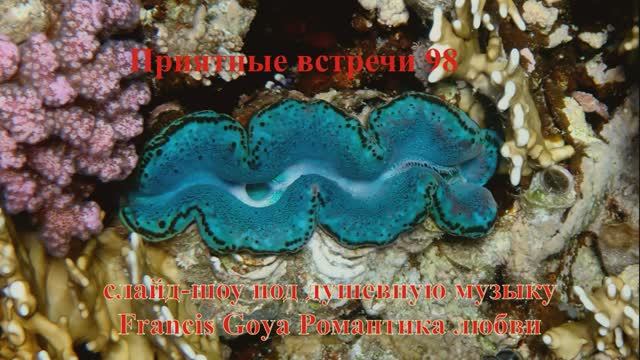 Приятные встречи 98 Моллюск гигант Тридакна слайд-шоу под музыку Francis Goya Романтика любви