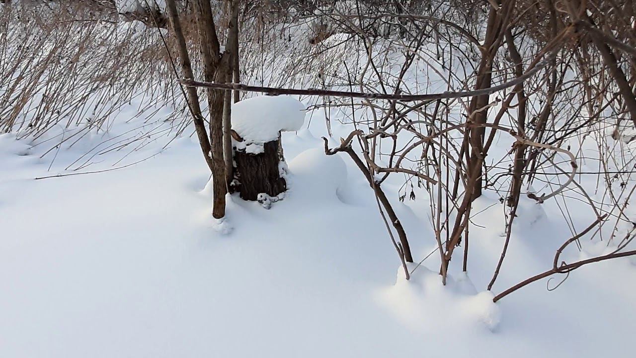 С Новым 2021 годом! Первый день года