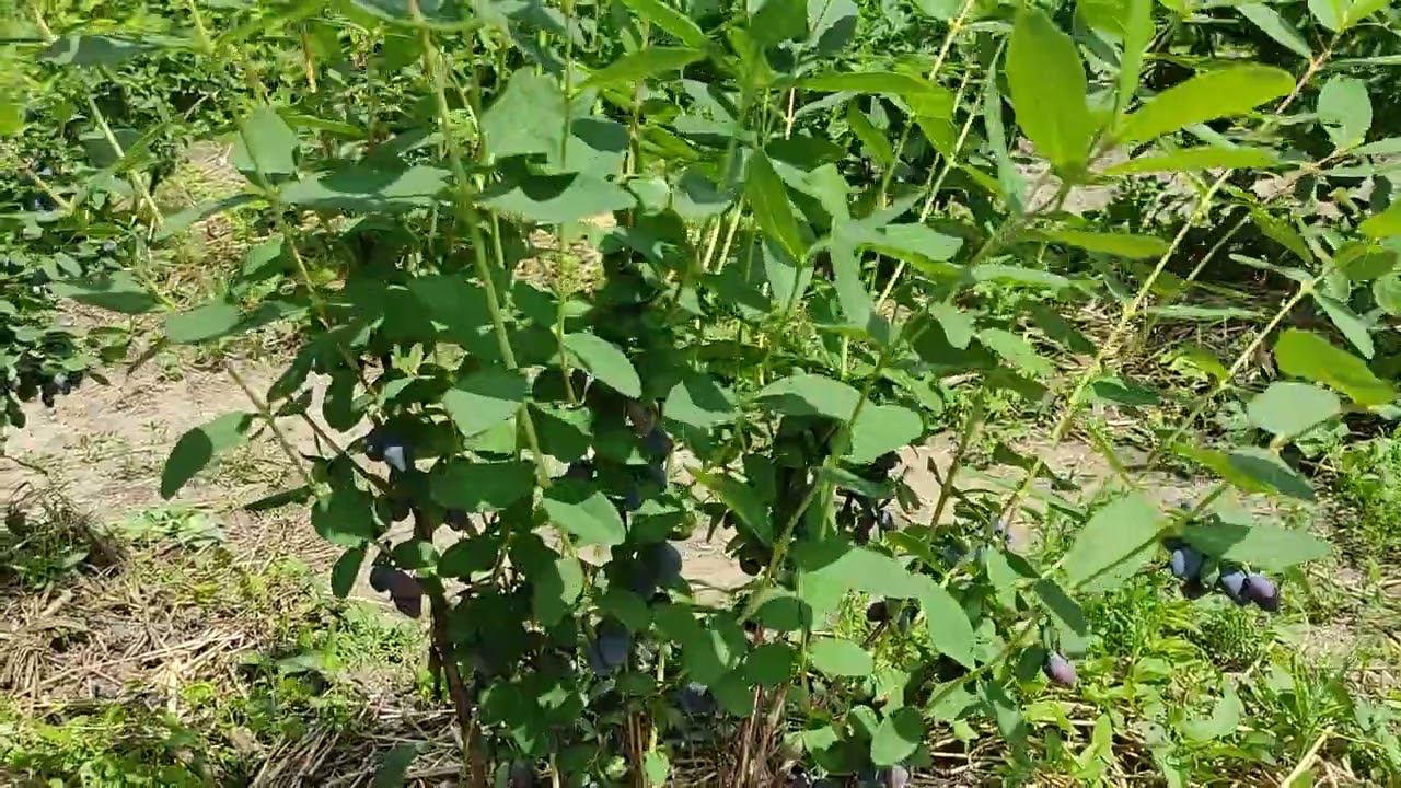 Жимолость Голубое сокровище (Blue Treasure)2023