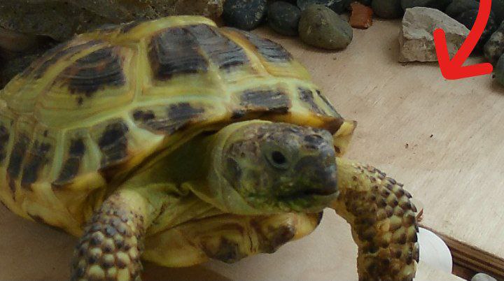 ОБЗОР ДОМИКА МОЕЙ СУХОПУТНОЙ ЧЕРЕПАХИ ТИШКИ