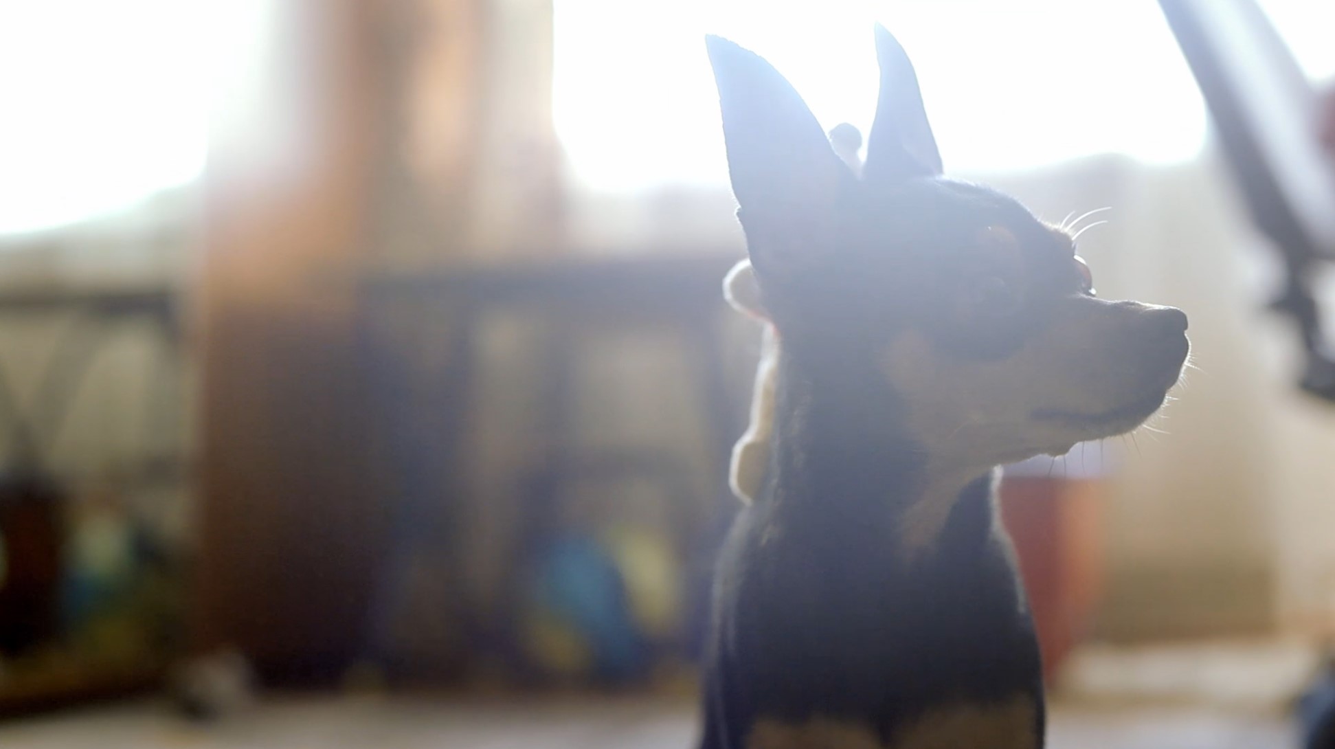 Пёсик Джон и Аванпост