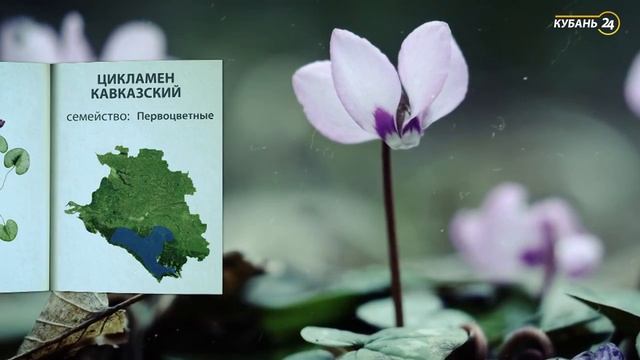 «Красная книга Кубани». Цикламен кавказский