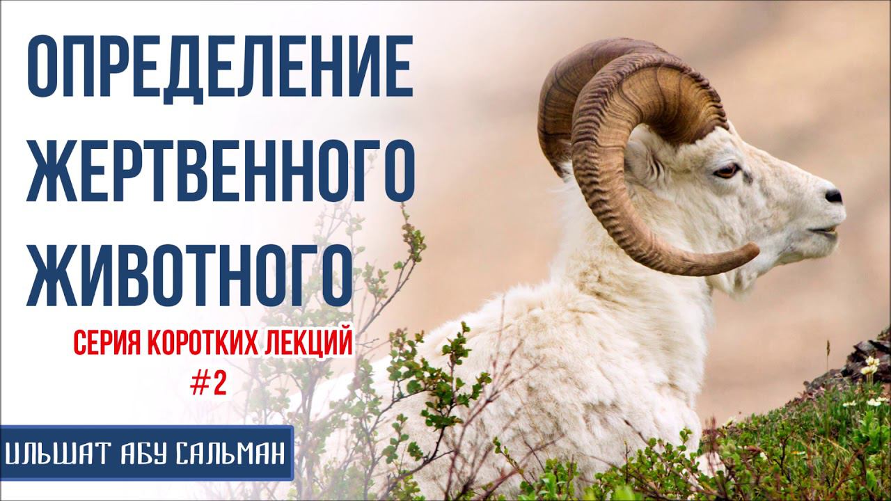 Ильшат Абу Сальман. Определение жертвенного животного. Серия лекций Курбан-Байрам