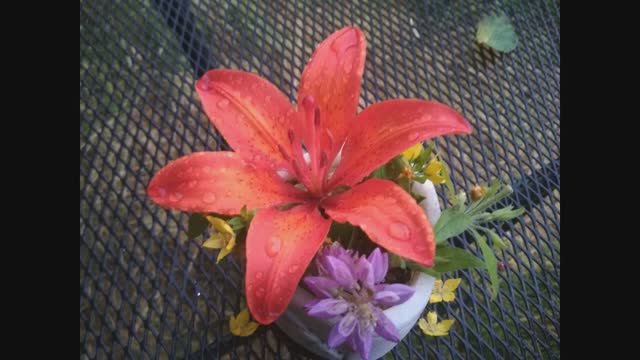 Дмитрий TV. Клип "Тимофей в деревне утром." " А дома ждёт только кот, Она его к себе прижмёт..."