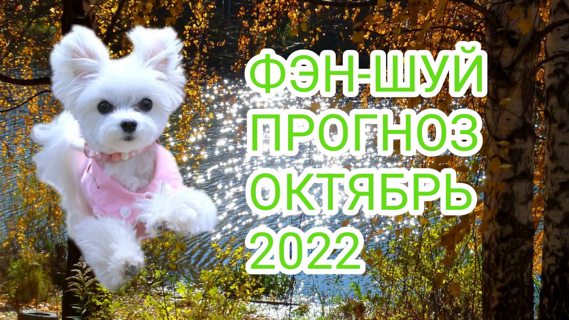 Фэн-шуй прогноз на октябрь 2022 || Месяц Металлической Собаки#8