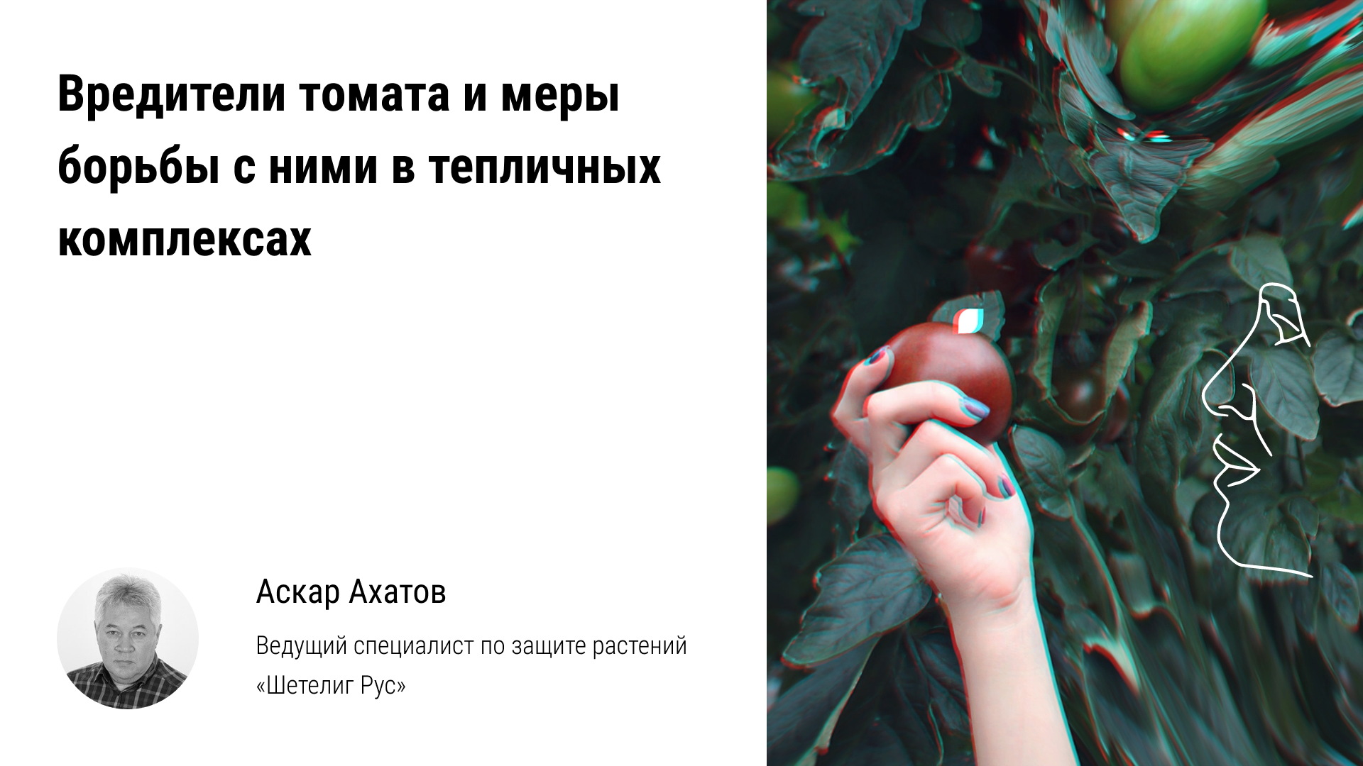 ? Вредители томата, меры борьбы с ними в тепличных комплексах. Биологическая защита урожая помидоро